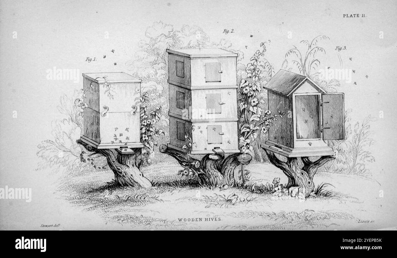 Wooden Hives from ' The naturalist's library ' Entomology Volume VI ...