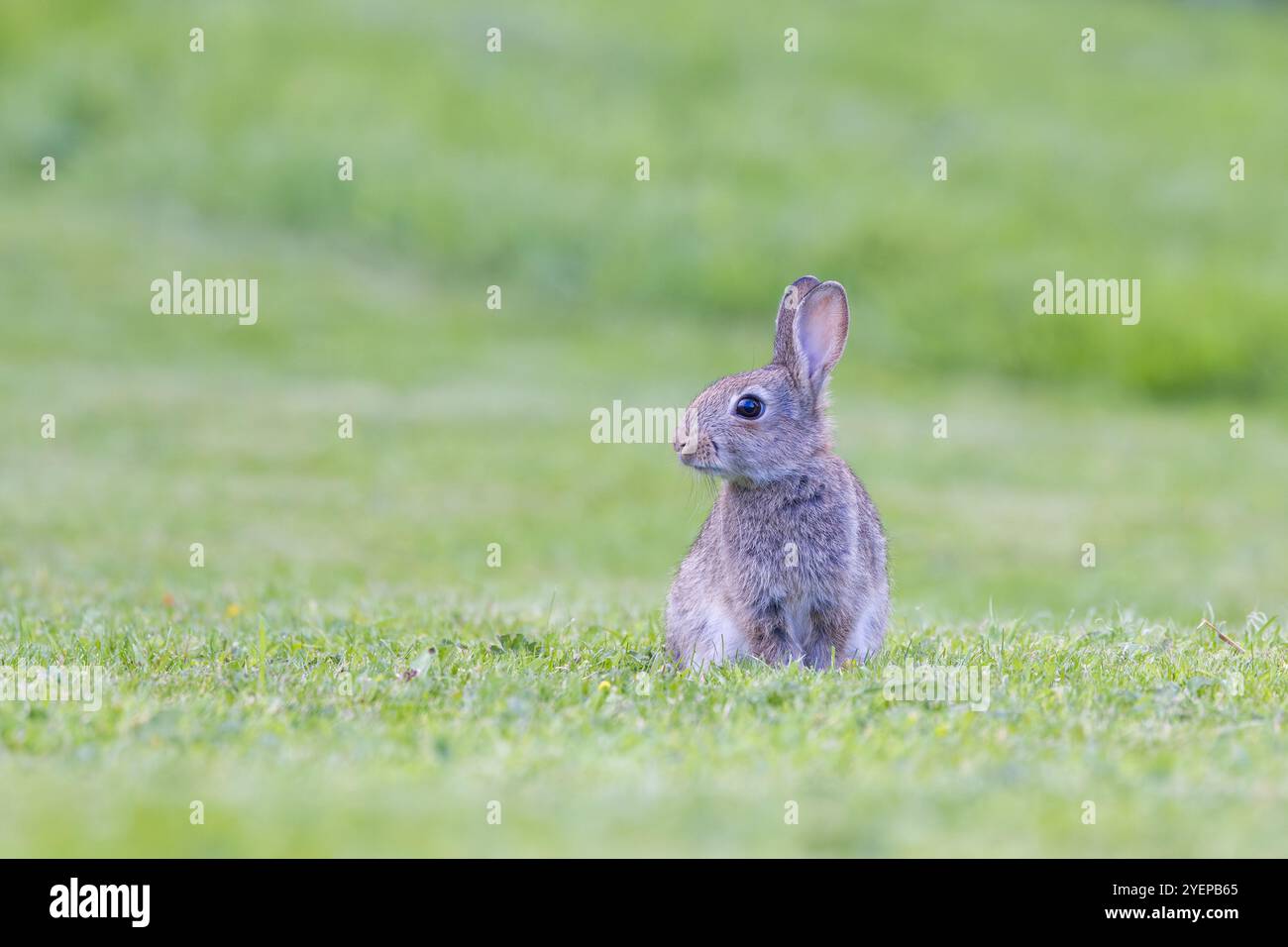 European Rabbit [ Oryctolagus cuniculus ] on garden lawn Stock Photo ...