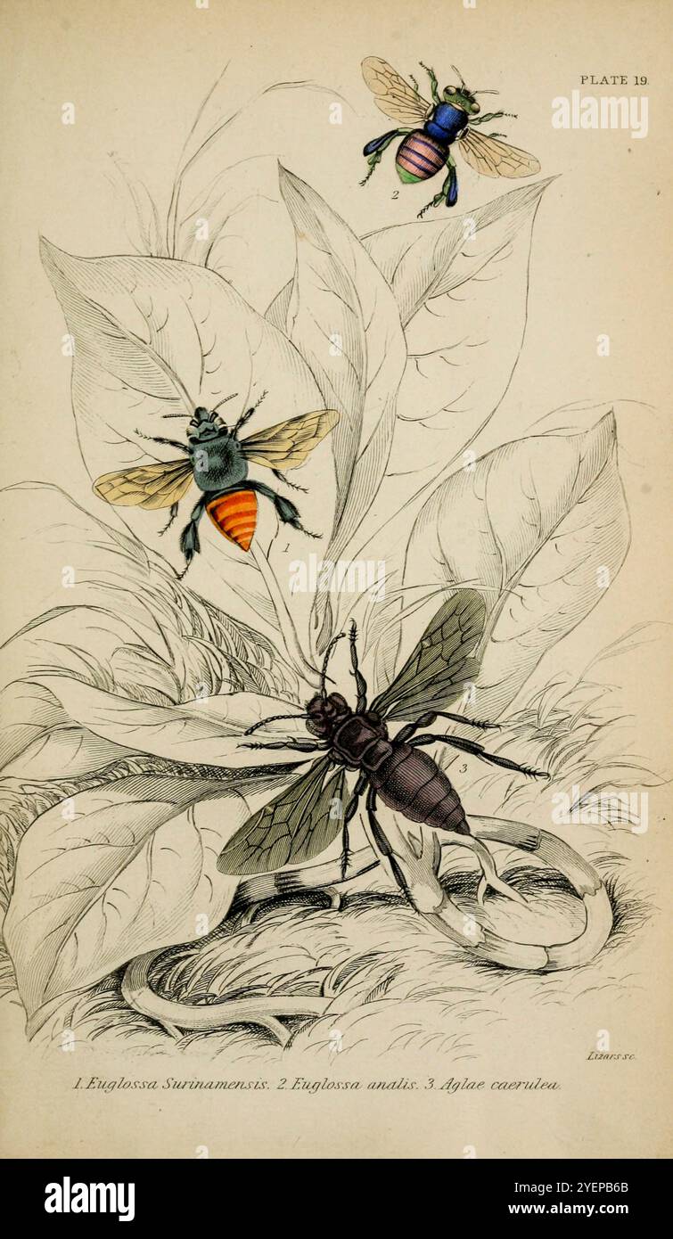 Aglae caerulea hi-res stock photography and images - Alamy