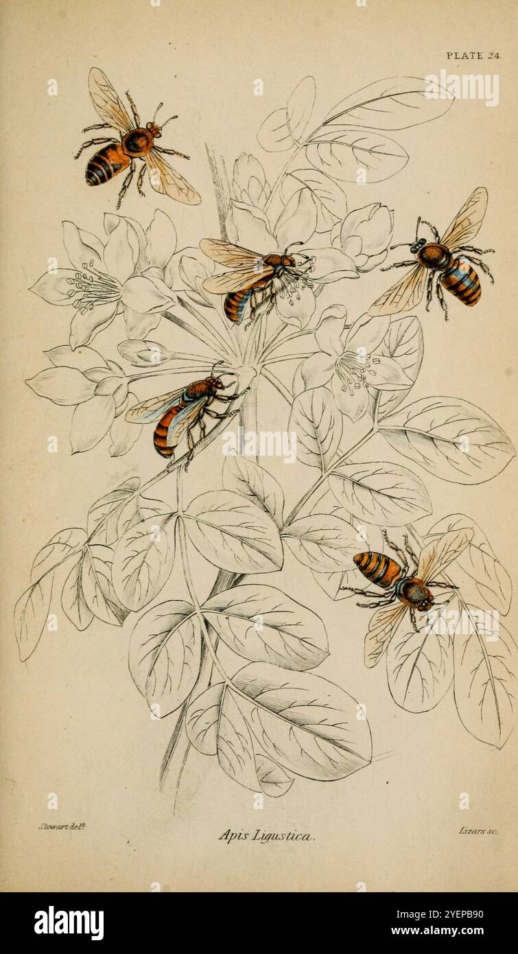 Apis mellifera ligustica is the Italian bee or the Italian Honey bee ...