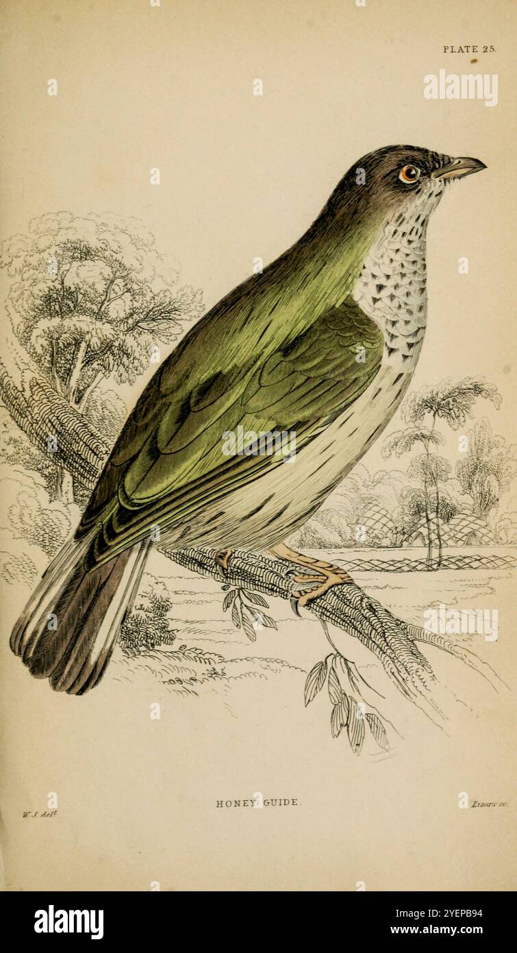 Family indicatoridae hi-res stock photography and images - Alamy