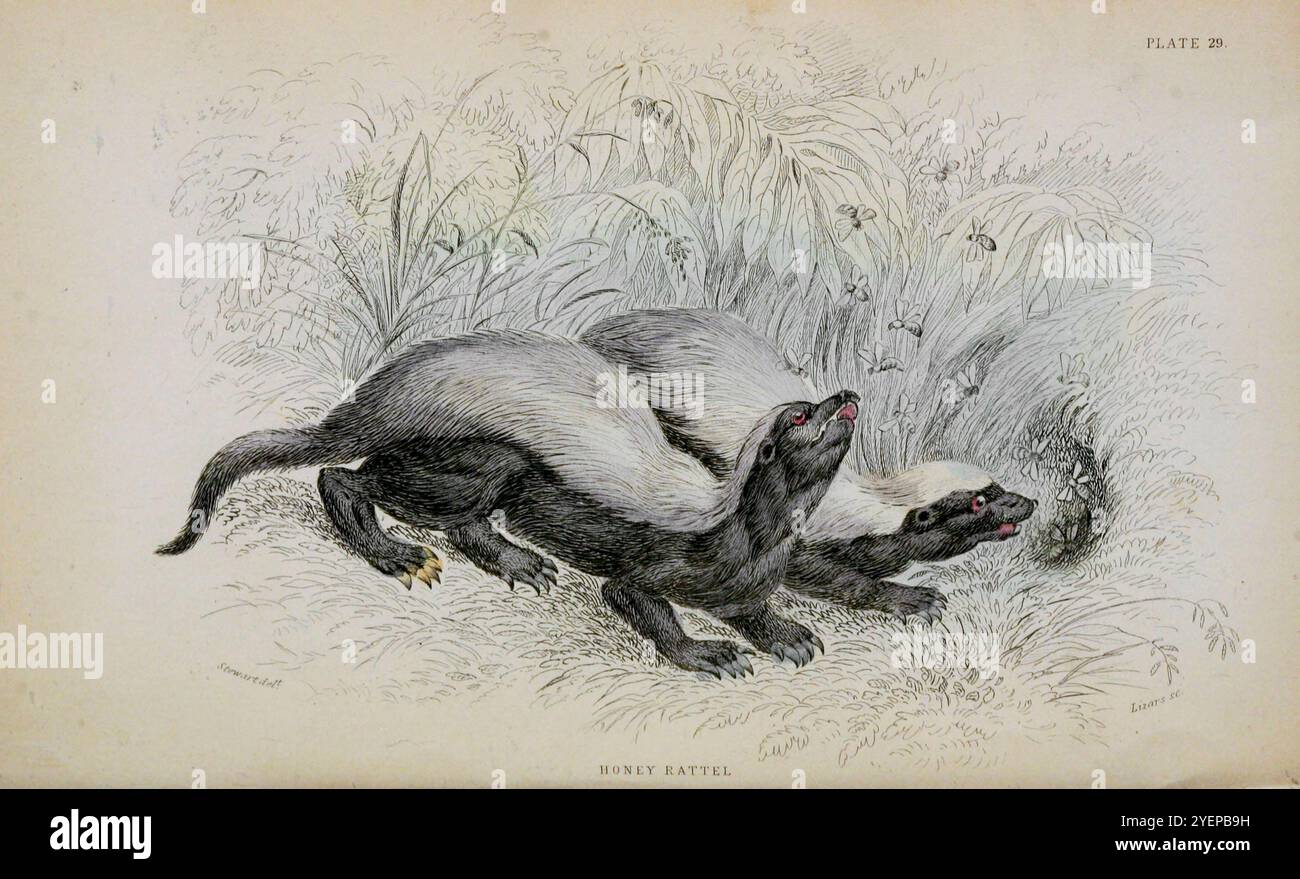 honey badger (Mellivora capensis), also known as the ratel from ' The ...