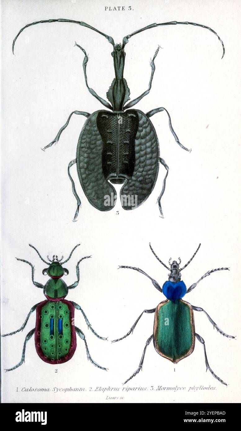 forest caterpillar hunter Calosoma sycophanta; ground beetle Elaphrus ...