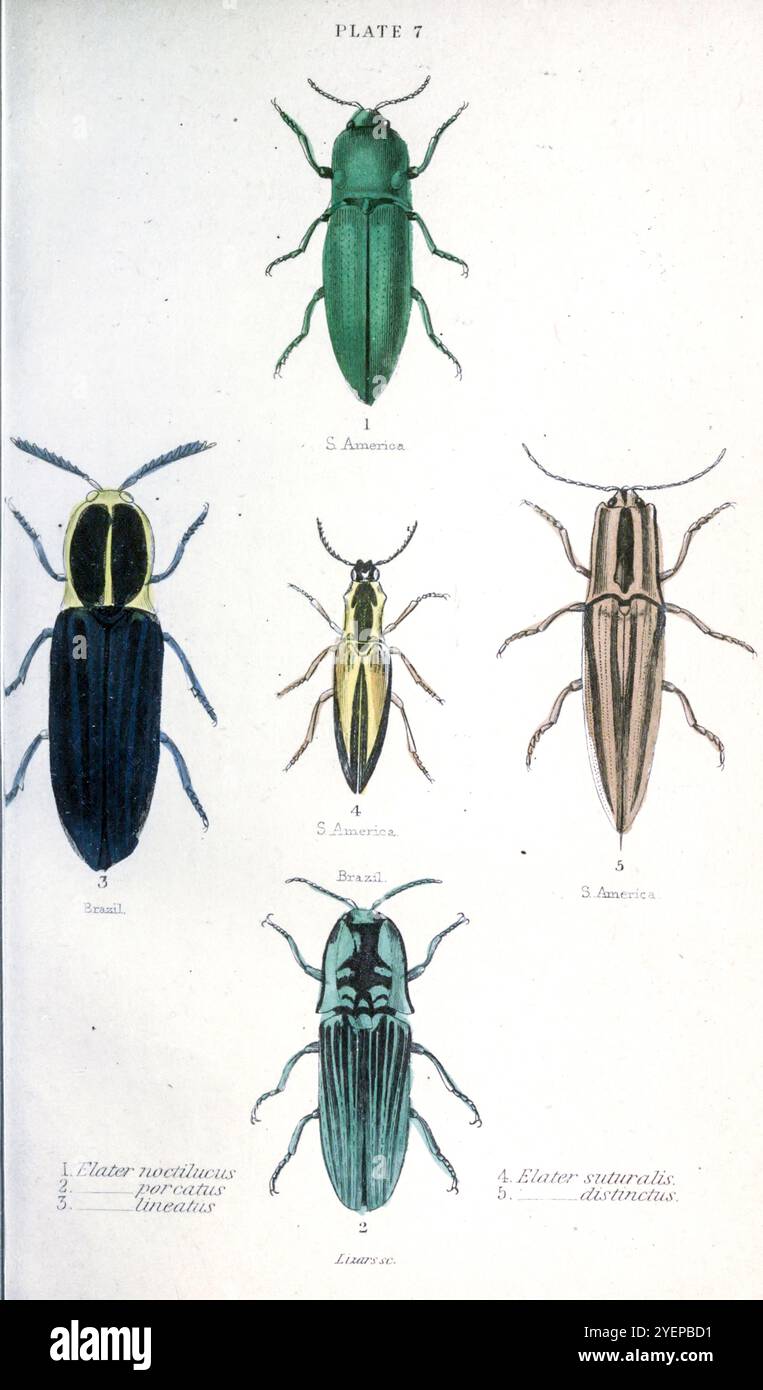 Pyrophorus noctilucus, [here as Elater noctilucus] headlight elater is ...