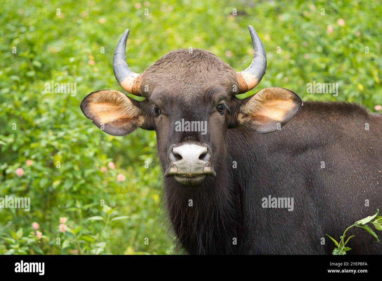 Grace and strength personified, the Indian gaur stands majestically in ...