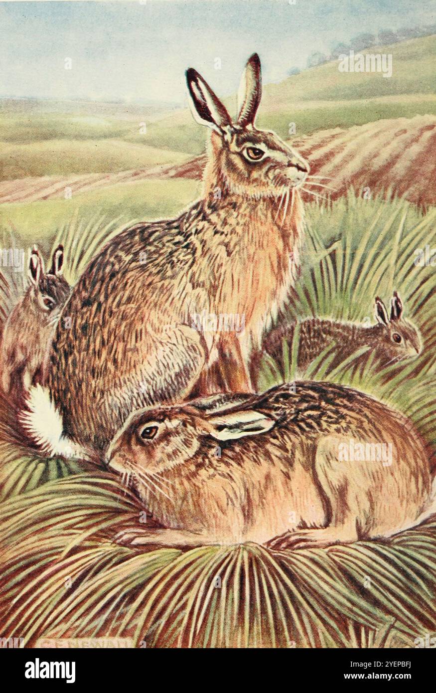Hares and Leverets watercolour painting from ' British land mammals and ...