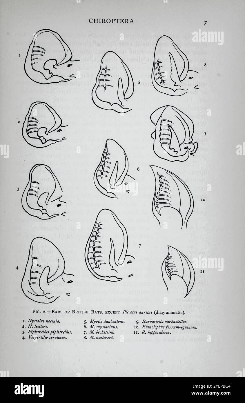 VARIOUS illustrated by Edward Adrian Wilson, 1872-1912 from the book ...