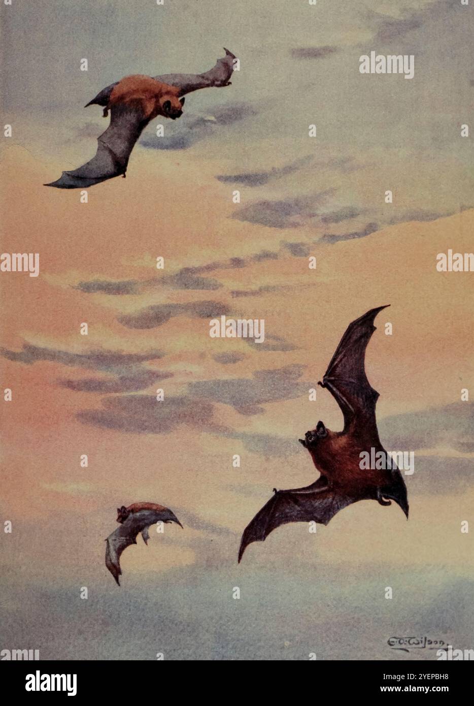 Noctule Bats illustrated by Edward Adrian Wilson, 1872-1912 from the ...