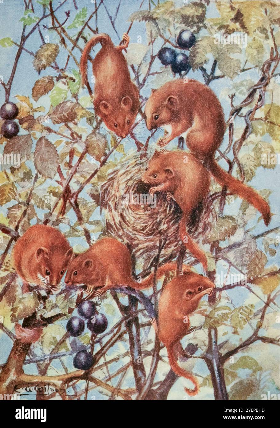 Dormouse illustrated by Edward Adrian Wilson, 1872-1912 from the book ...