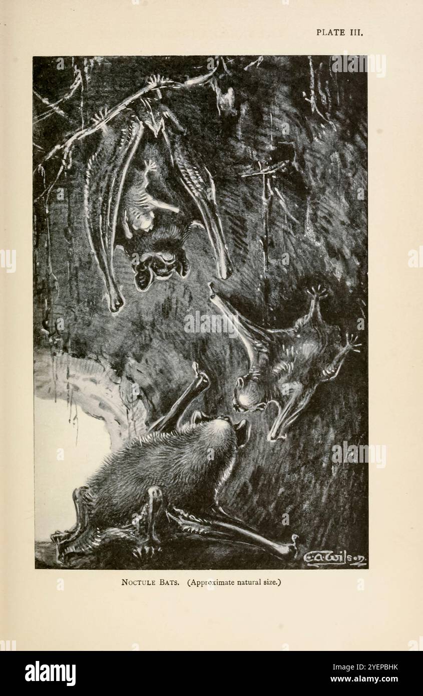 Noctule Bats in a cave illustrated by Edward Adrian Wilson, 1872-1912 ...