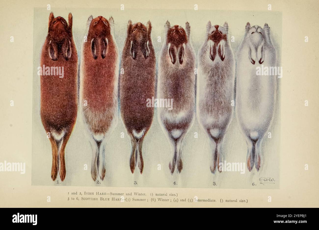 Mountain hares painting hi-res stock photography and images - Alamy