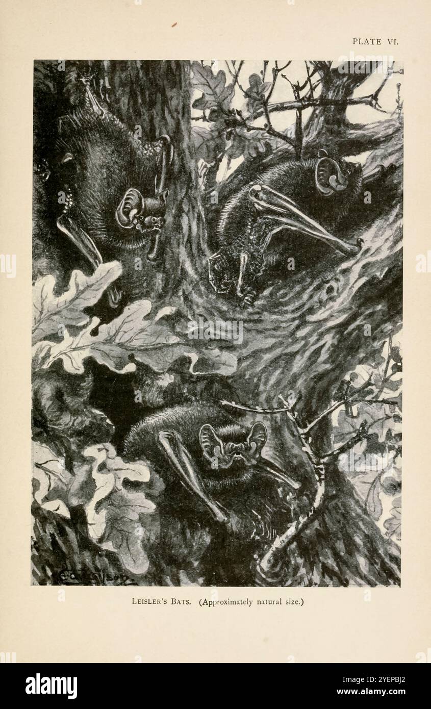 The leisler's bat hi-res stock photography and images - Alamy