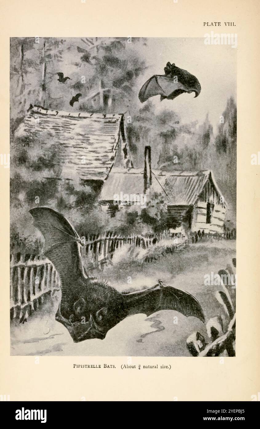 pipistrelle bats Pipistrellus pipistrellus illustrated by Edward Adrian ...