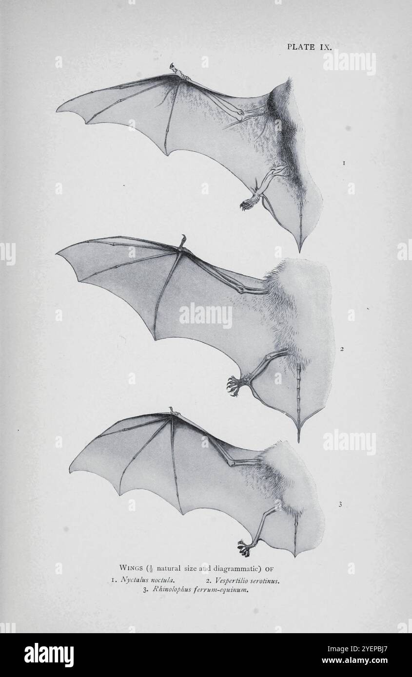 WINGS OF 1. Nyctalus noctula. 2. Serotine bat Vespertilio serotinus ...