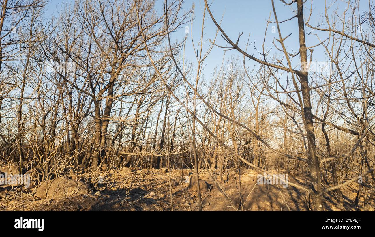 Completely burnt trees after fire hi-res stock photography and images ...