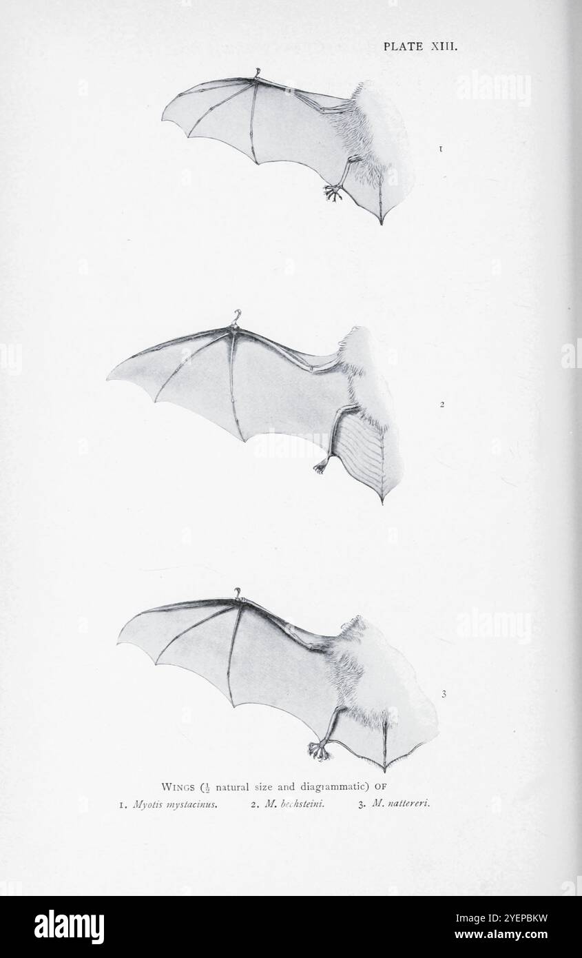 WINGS OF 1. whiskered bat (Myotis mystacinus). 2. Bechstein's bat ...