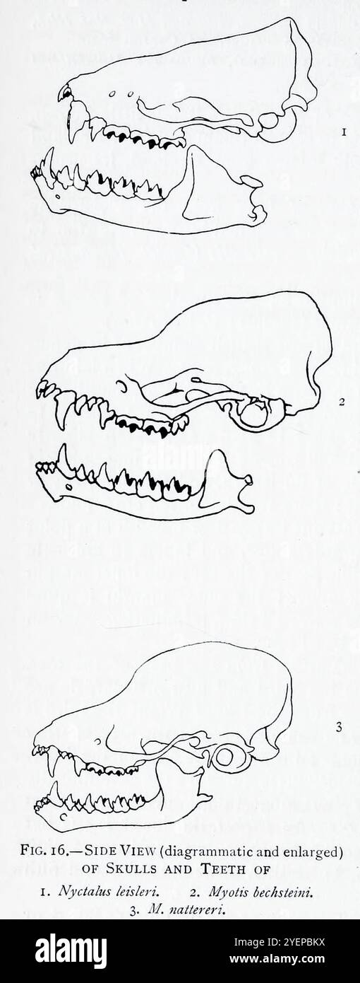 Leisler’s bat hi-res stock photography and images - Alamy