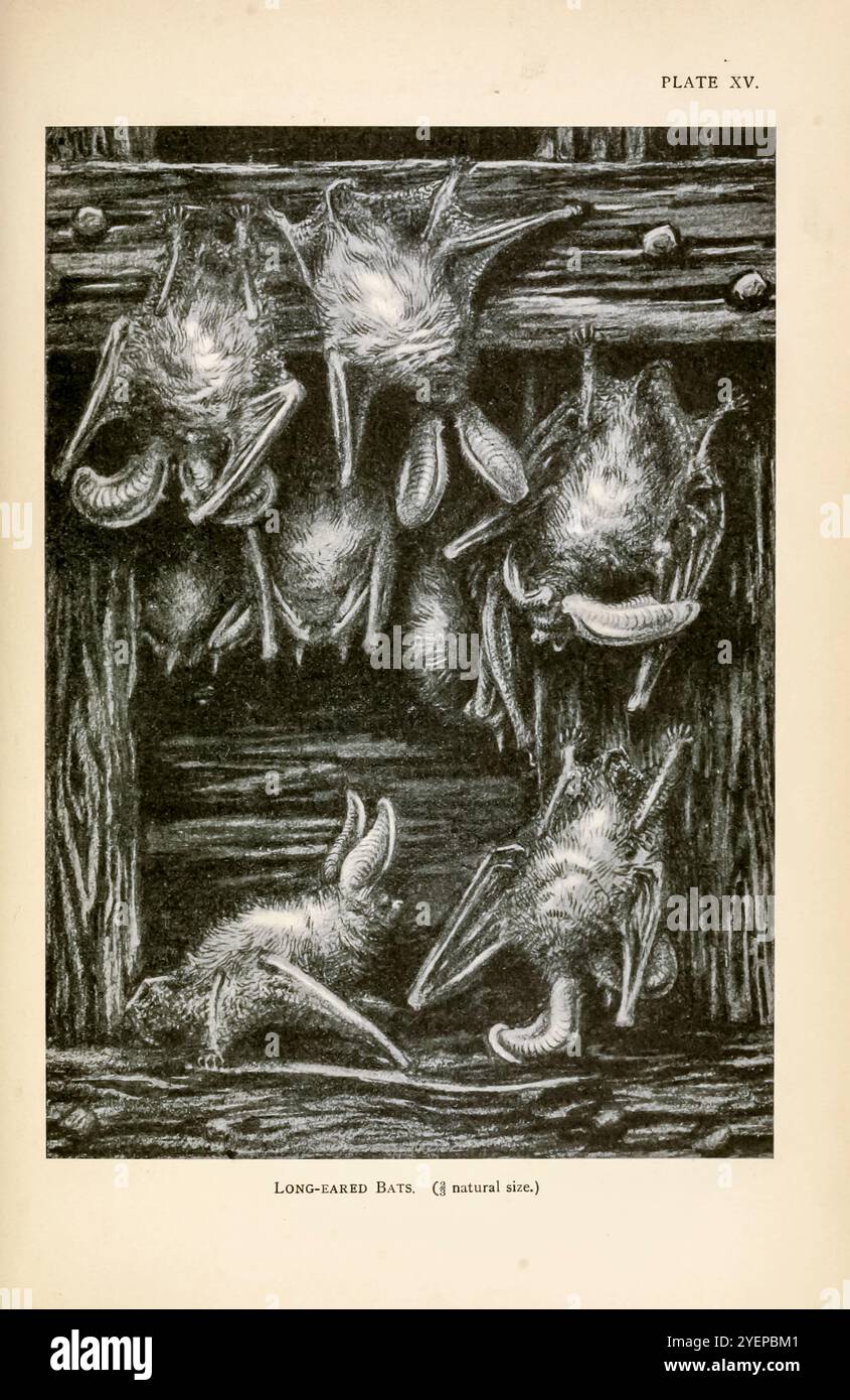 brown long-eared bat or common long-eared bat (Plecotus auritus ...