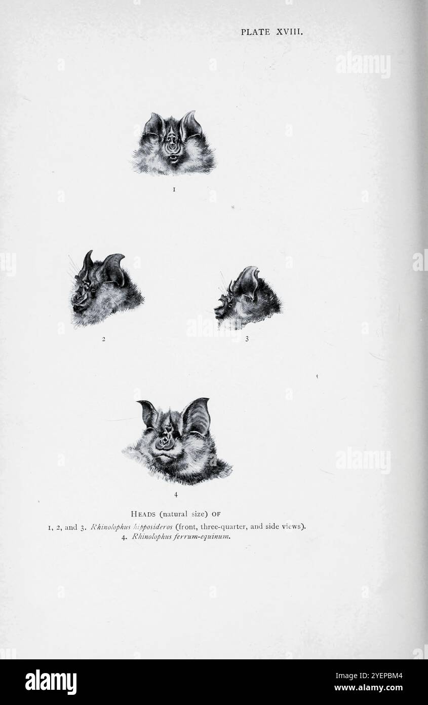HEADS OF 1, 2, and 3. lesser horseshoe bat (Rhinolophus hipposideros ...