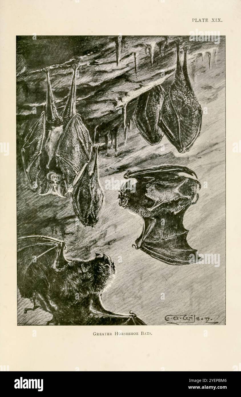 Greater horseshoe bat (Rhinolophus ferrumequinum) illustrated by Edward ...