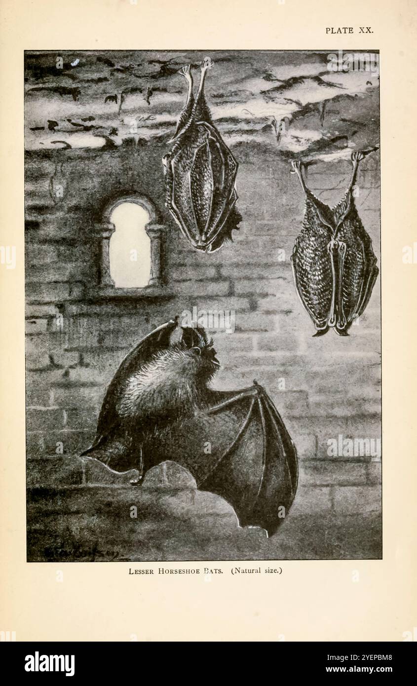 lesser horseshoe bat (Rhinolophus hipposideros) illustrated by Edward ...