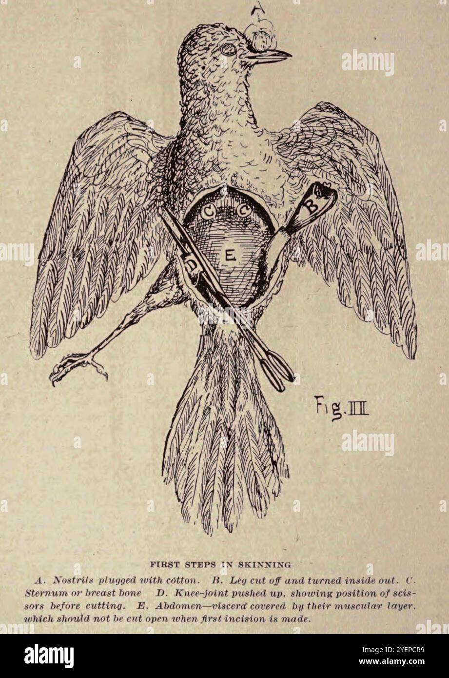 Steps for skinning birds from Pennsylvania bird life; a manual of the ...