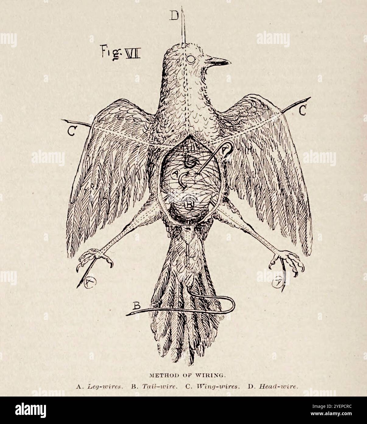 Skinning bird hi-res stock photography and images - Alamy