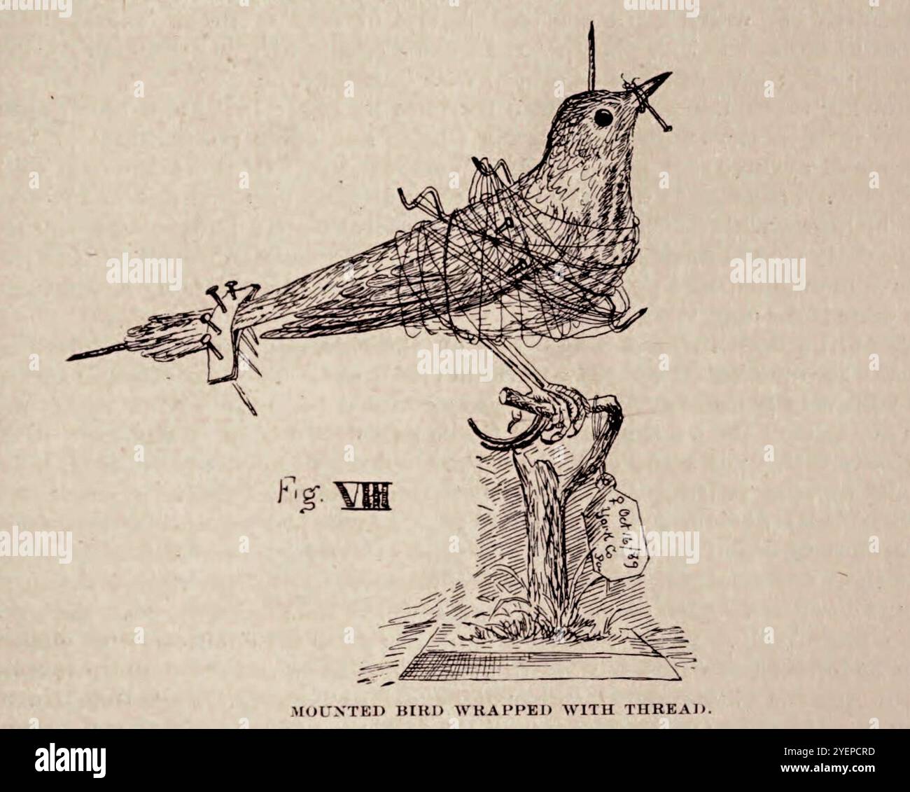 Skinning bird hi-res stock photography and images - Alamy