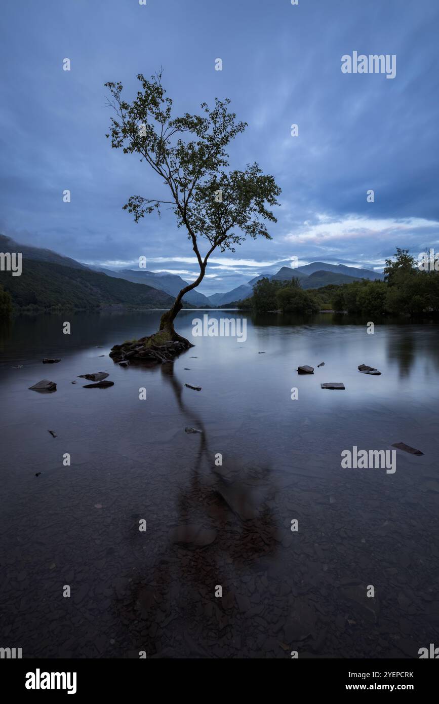 "The Lonely tree" at Llynn Padarn, LLanberis, Snowdonia, Wales, UK ...