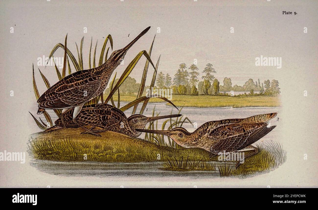 Wilson’s Snipe (Gallinago delicata) from Pennsylvania bird life; a ...