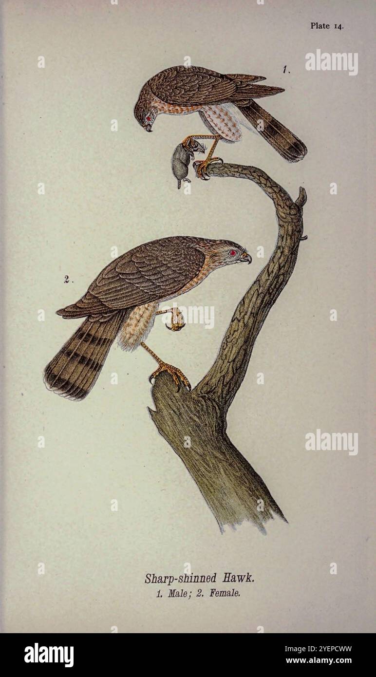 The sharp-shinned hawk (Accipiter striatus here as Accipiter velox) or ...
