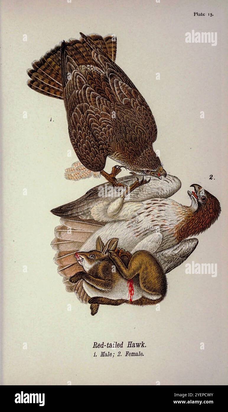 Red-tailed Hawk (Buteo jamaicensis borealis here as Buteo borealis ...