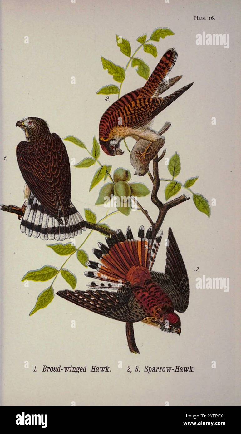 broad-winged hawk (Buteo platypterus Here as Buteo latissimus). and ...