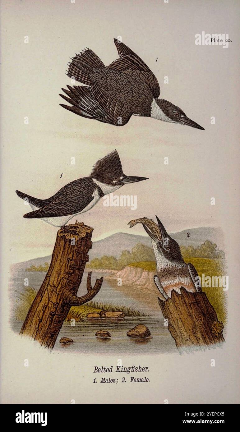 Belted Kingfisher (Megaceryle alcyon here as Ceryle alcyon) from ...