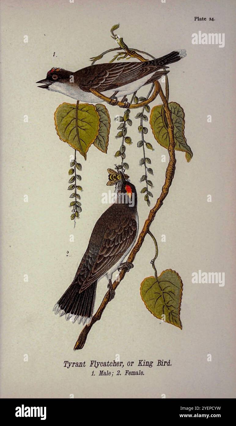 Tyrant flycatcher or Kingbird (Tyranius tyrannus) male and female from ...