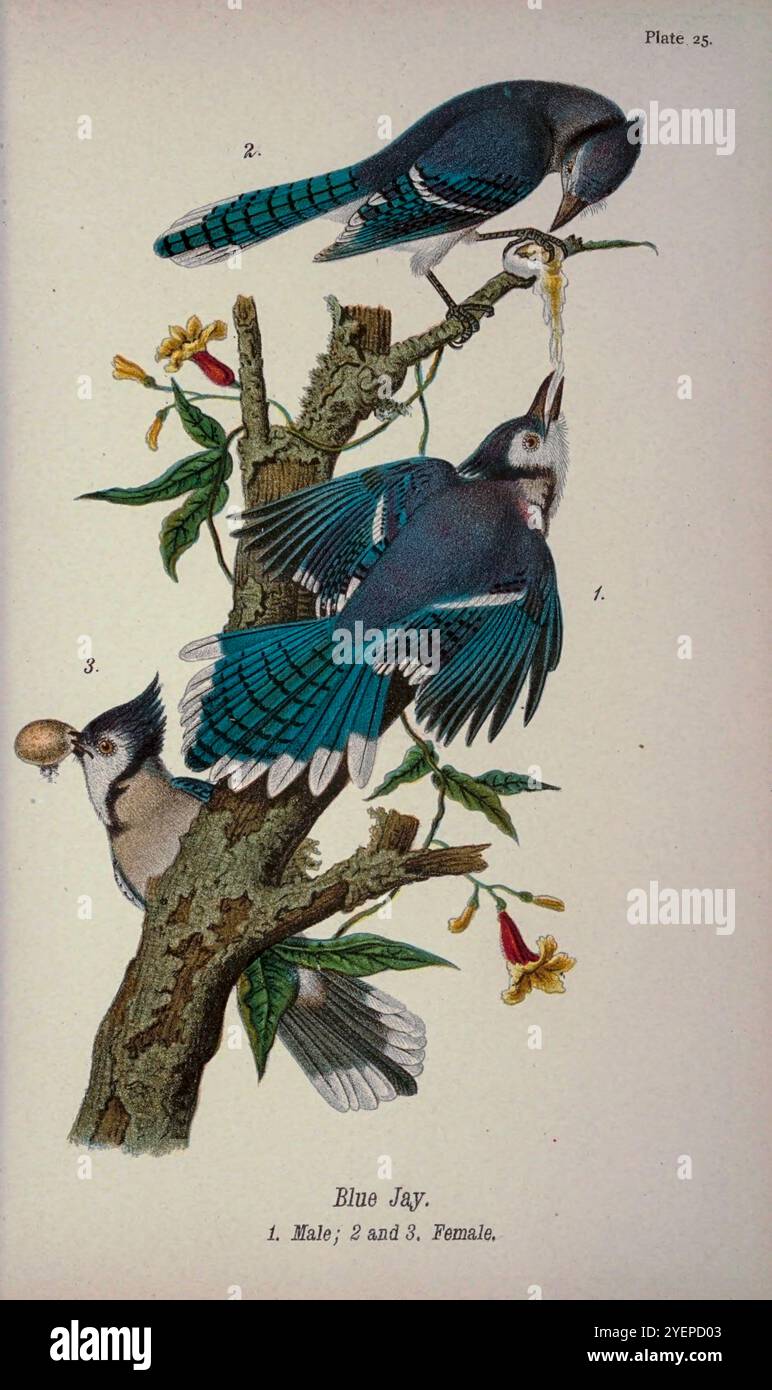 Blue Jay (Cyanocitta cristata) from Pennsylvania bird life; a manual of ...