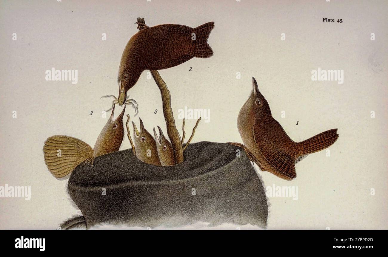 northern house wren (Troglodytes aedon) from Pennsylvania bird life; a ...