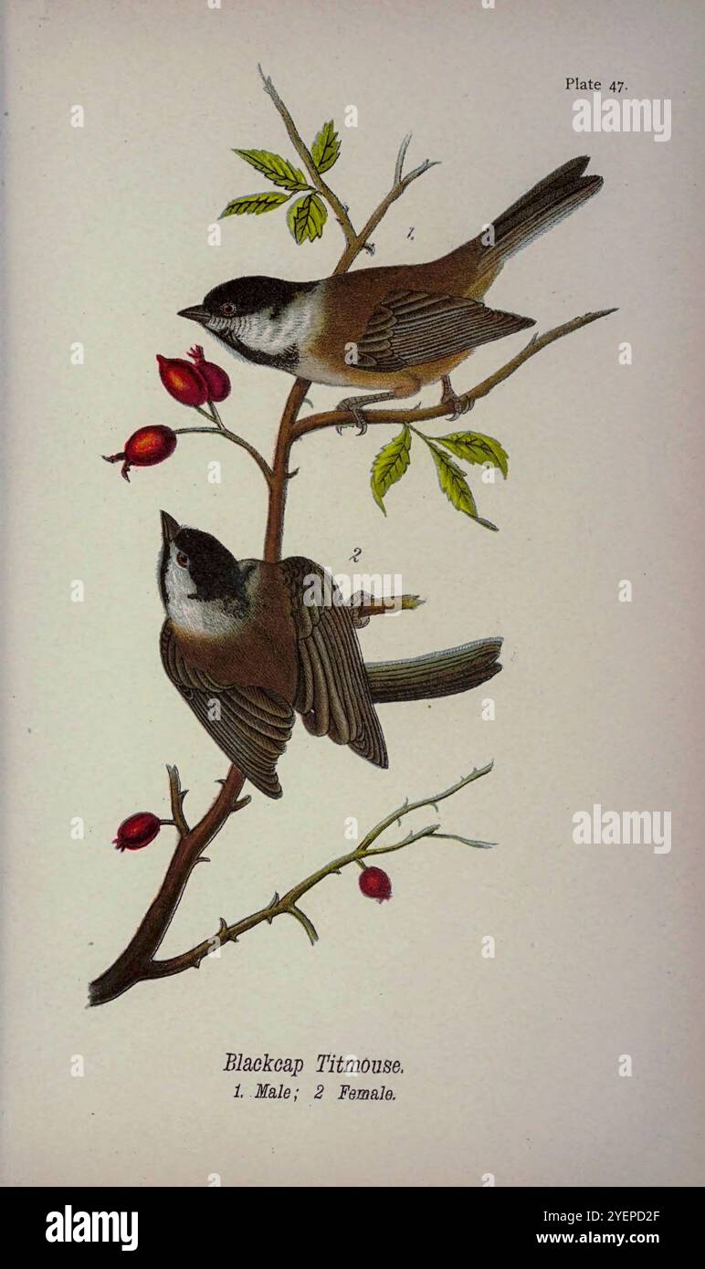 Chickadee or Black-cap Titmouse (Poecile atricapillus here as Parus ...