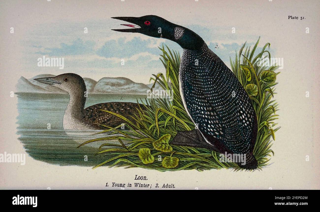 common loon or great northern diver (Gavia immer here as Urinator imber ...