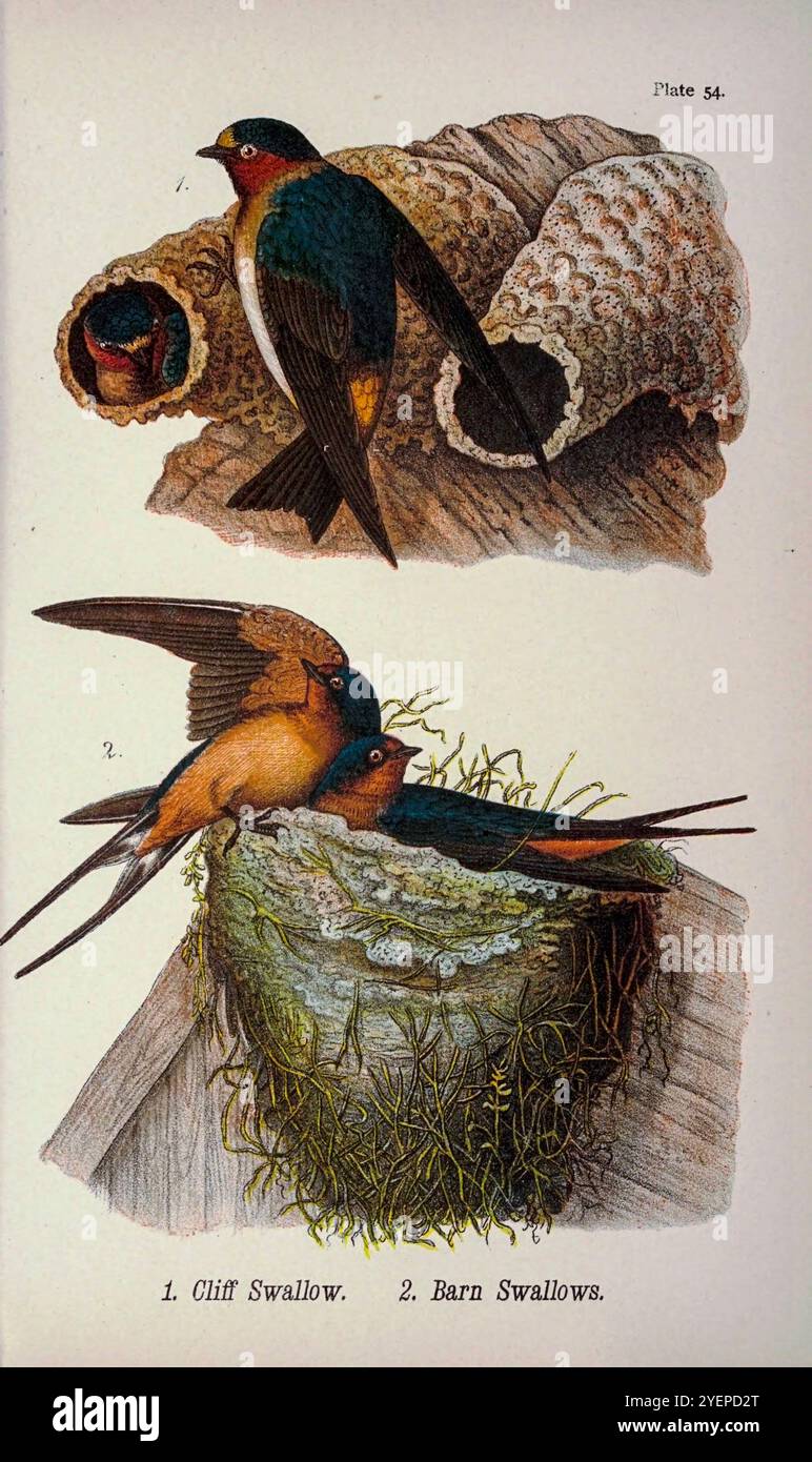 American Cliff Swallow (Petrochelidon pyrrhonota here as Petrochelidon ...