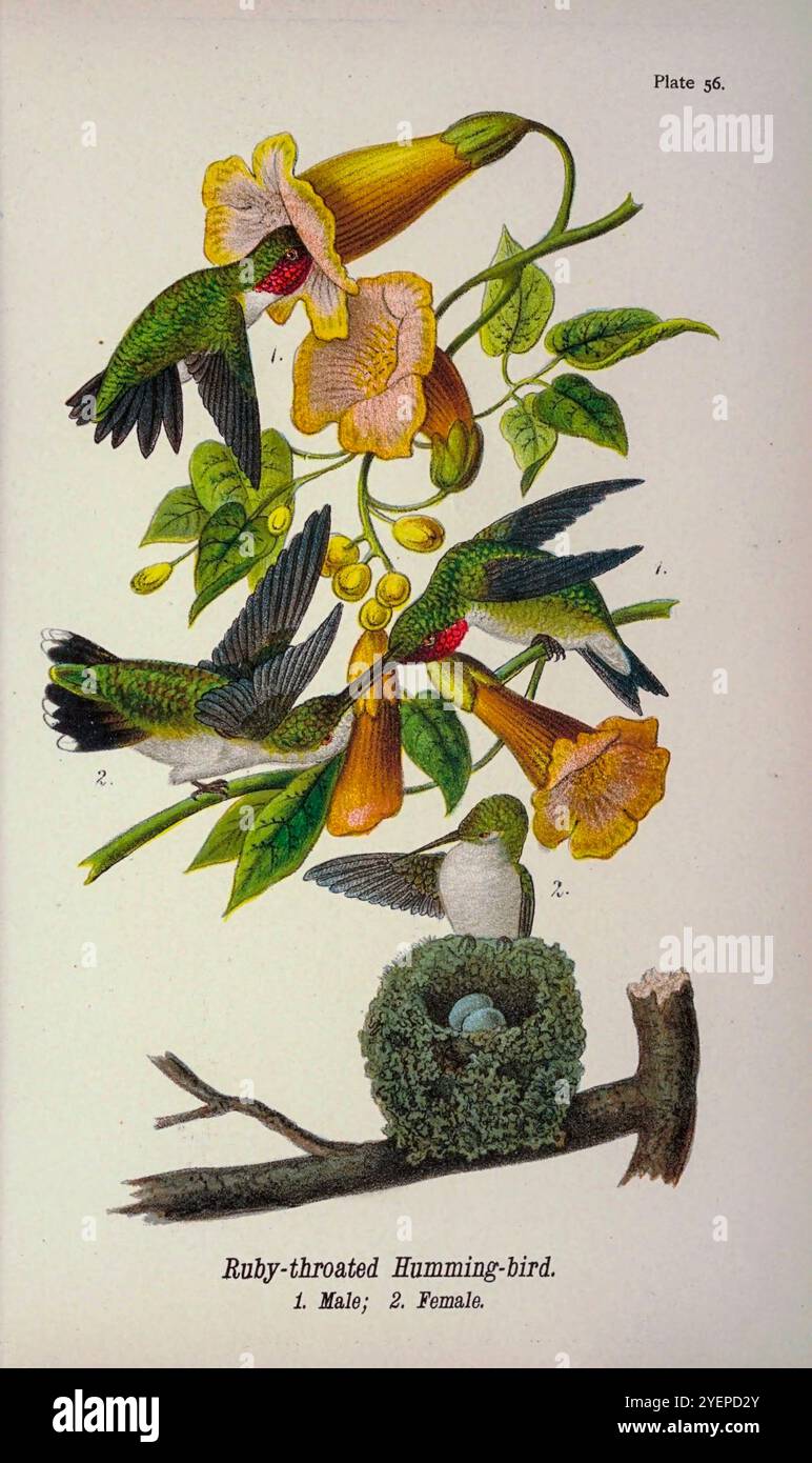 Ruby-throated Hummingbird (Archilochus colubris here as Trochilus ...