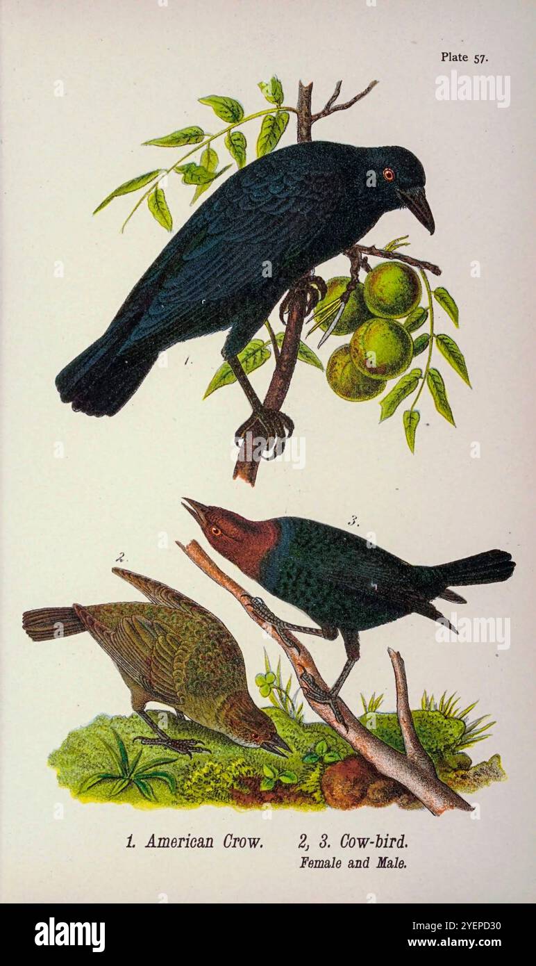 American Crow (Corvus brachyrhyncho here as Corvus americanus) and ...