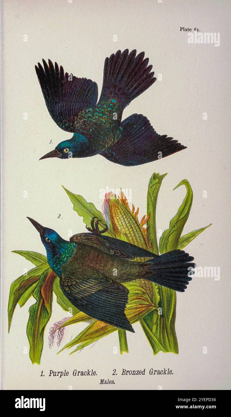 Purple Grackle (Quiscalus quiscula) and Bronzed Grackle (Quiscalus ...