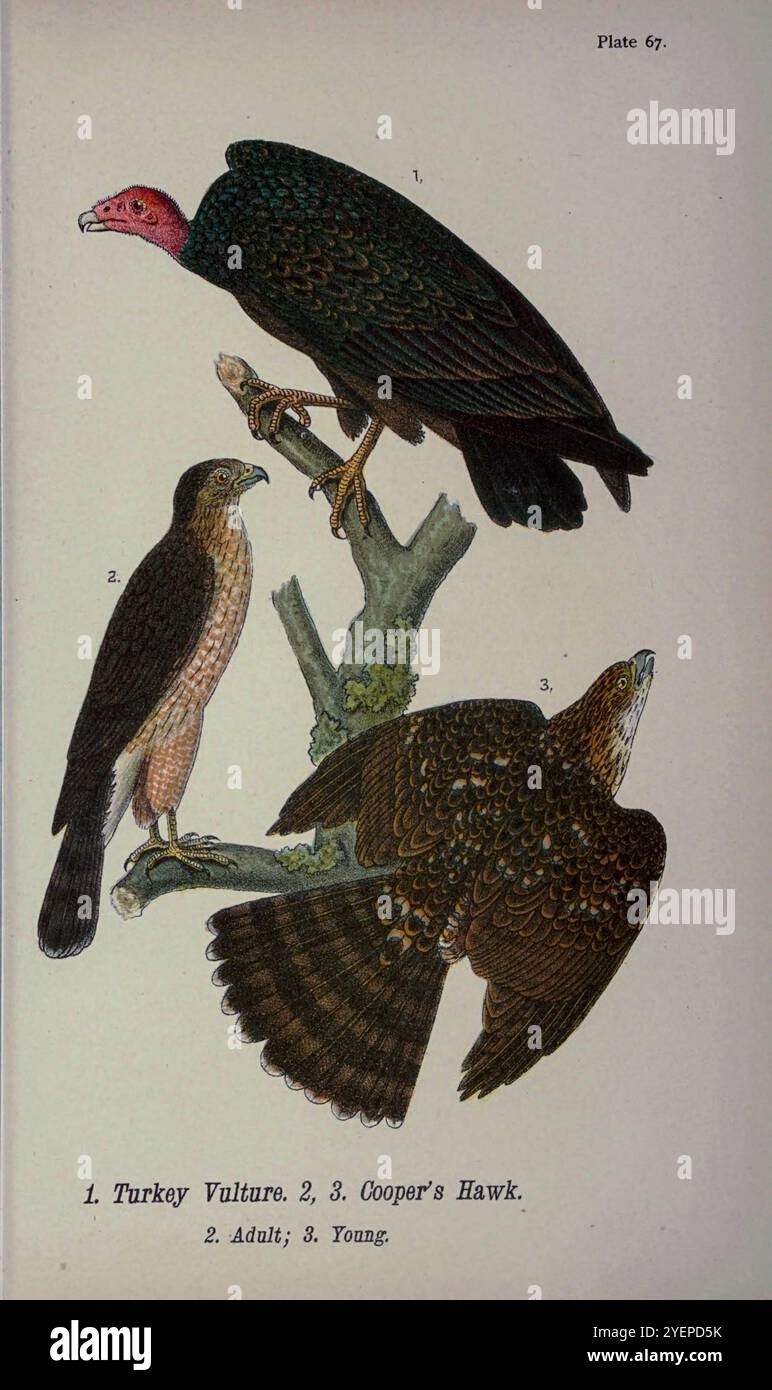 Turkey Vulture (Cathartes aura) and Cooper’s Hawk (Astur cooperii here ...