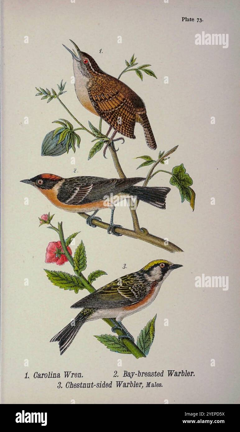 Chestnut-sided Warbler (Setophaga pensylvanica here as Dendroica ...