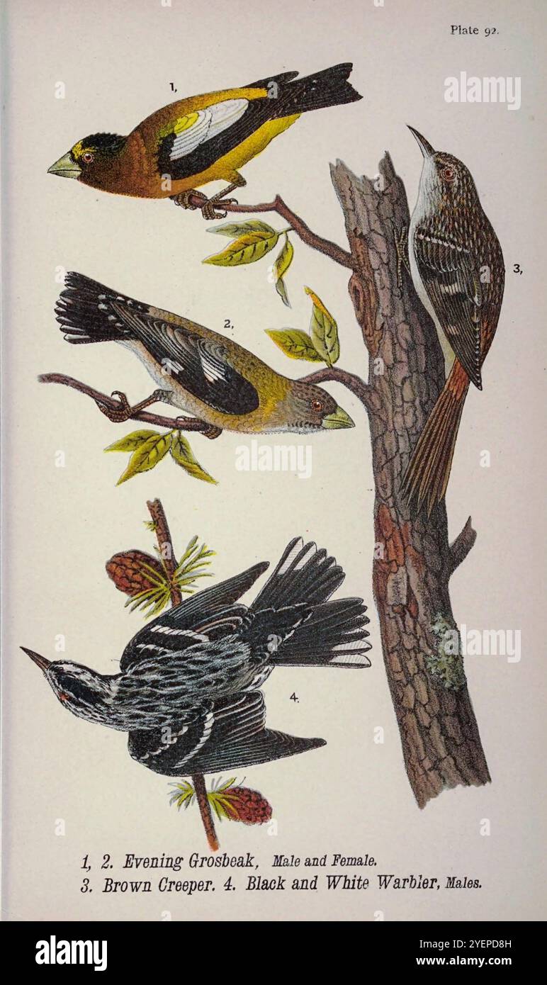 Evening Grosbeak (Hesperiphona vespertine here as Coccothraustes ...