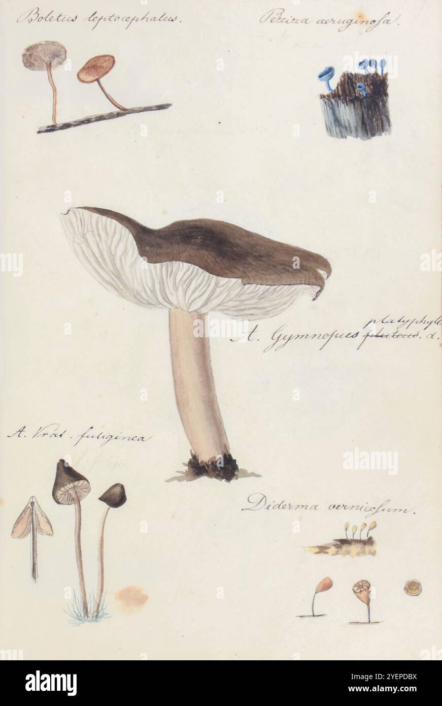 Mycology history 19th century hi-res stock photography and images - Alamy
