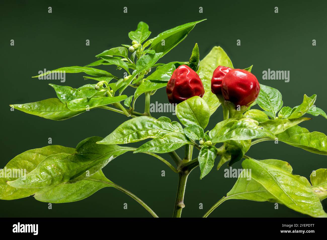 Beautiful red Ornamental pepper Aladdin on a green background. Pepper ...