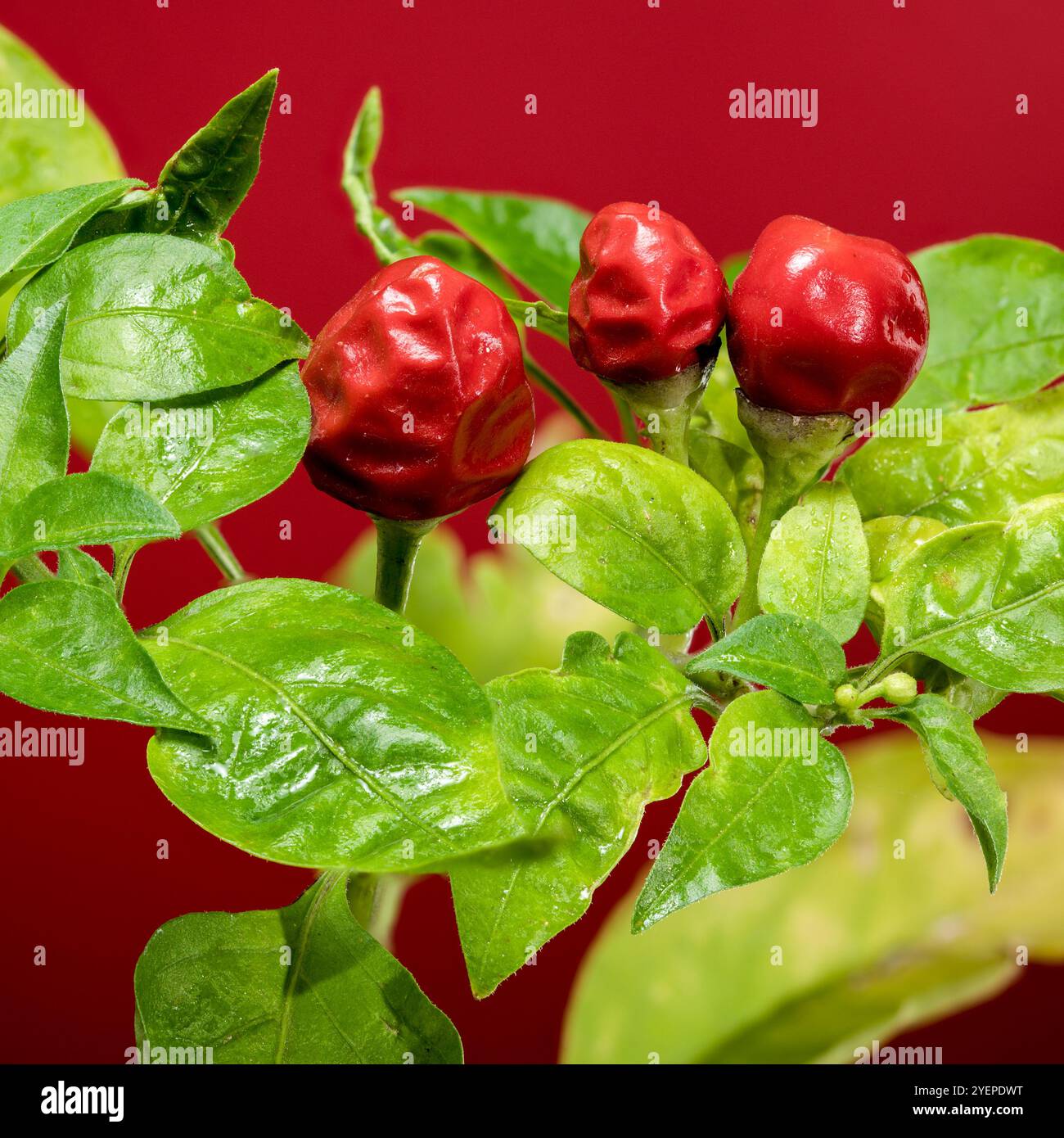 Beautiful red Ornamental pepper Aladdin on a red background. Pepper ...