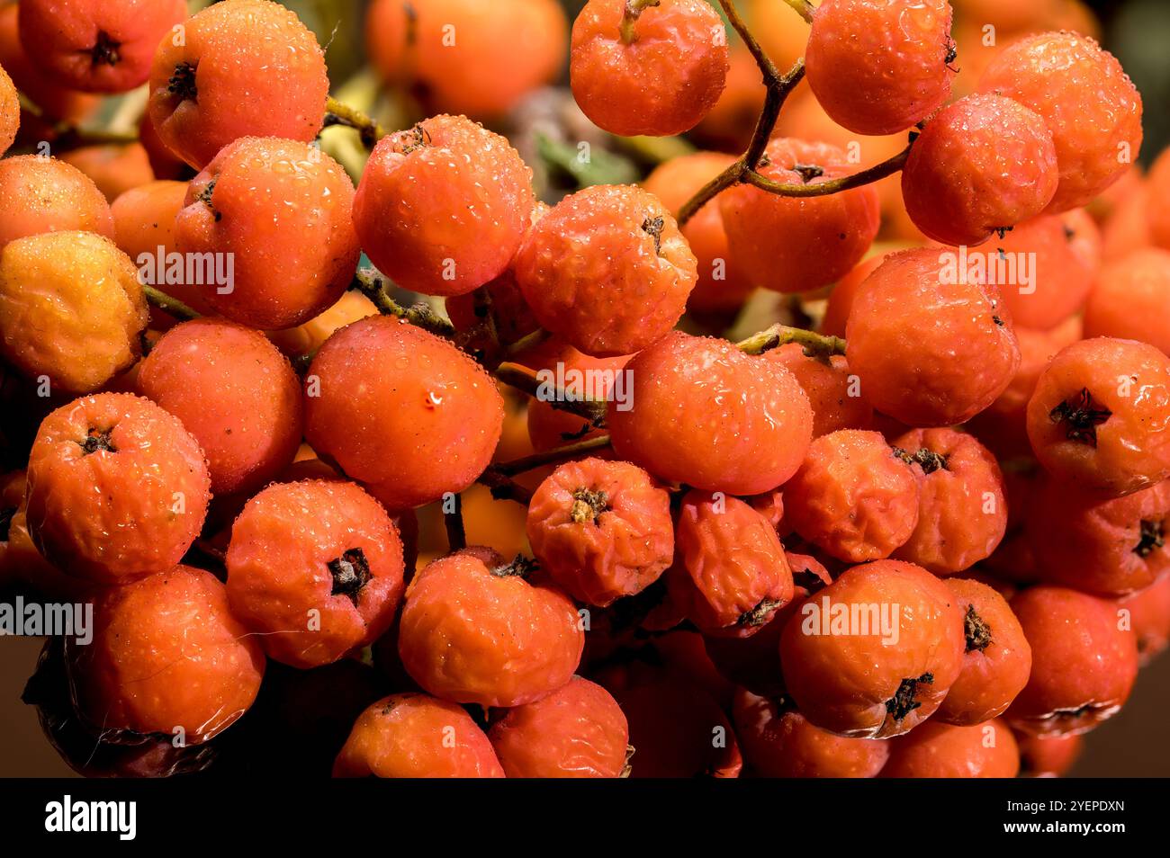 Close-up of a cluster of bright orange berries, likely from a species ...